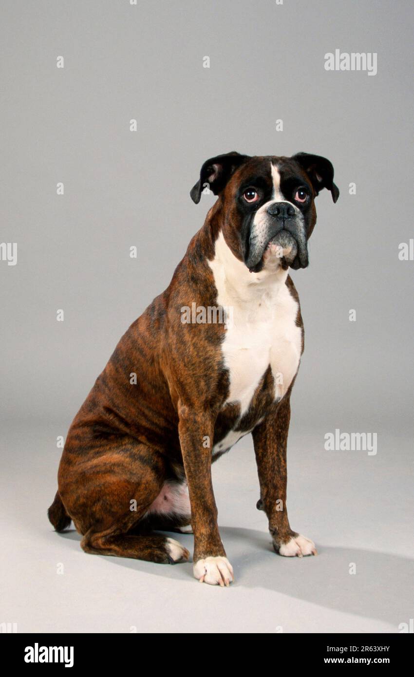 German Boxer, gold tabby Stock Photo - Alamy