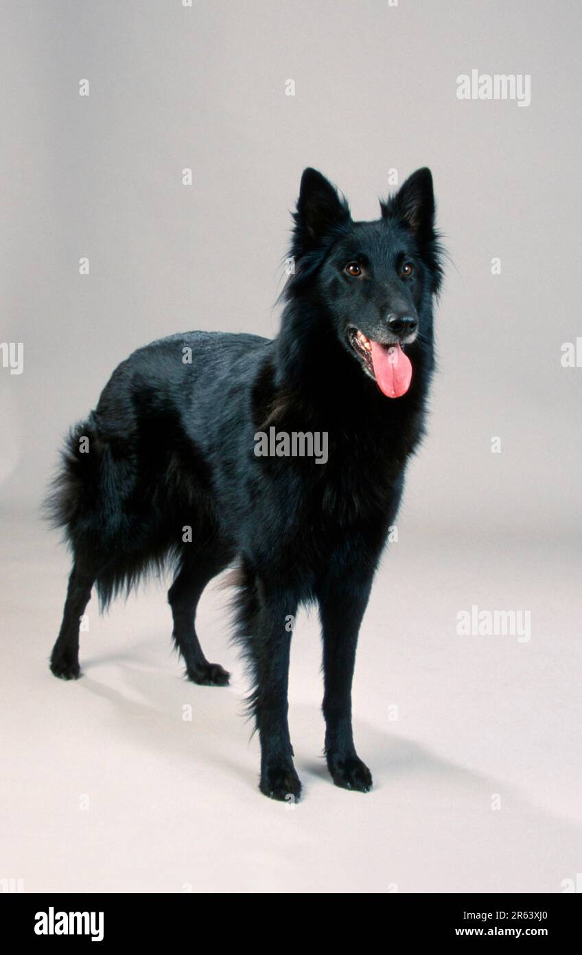 Groenendael, Belgian shepherd dog Stock Photo - Alamy