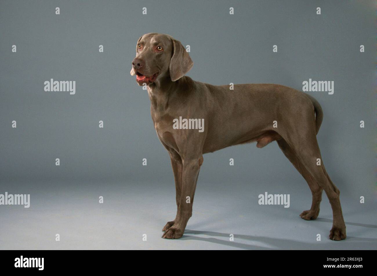 Adult male weimaraner hi-res stock photography and images - Alamy