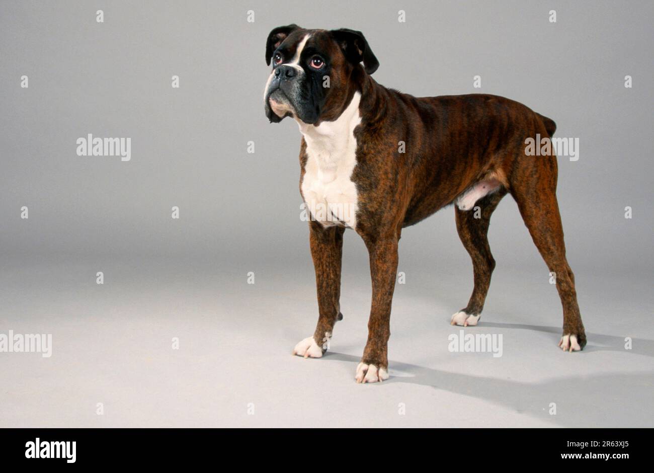 German Boxer, gold tabby Stock Photo - Alamy