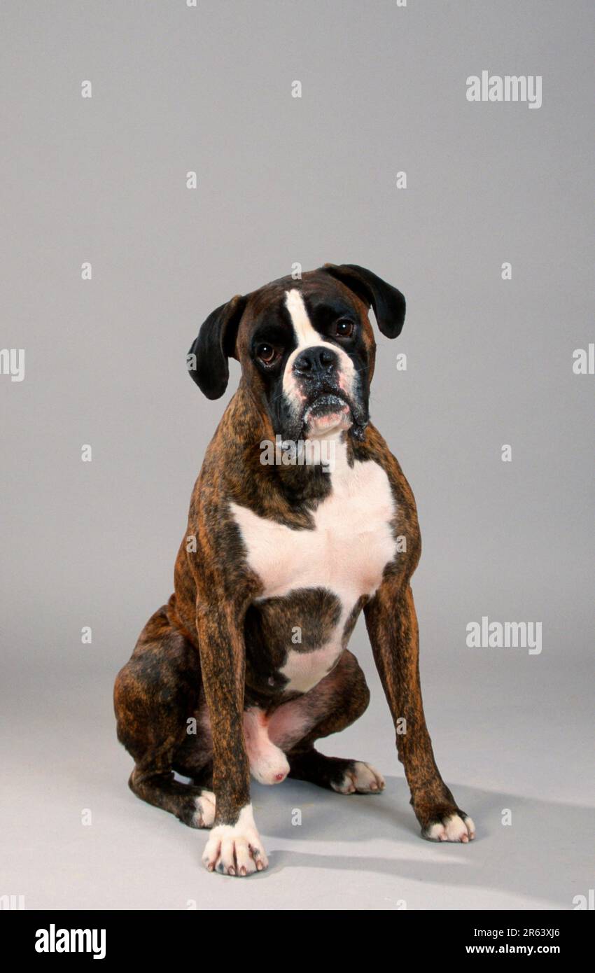 German Boxer, gold tabby Stock Photo - Alamy