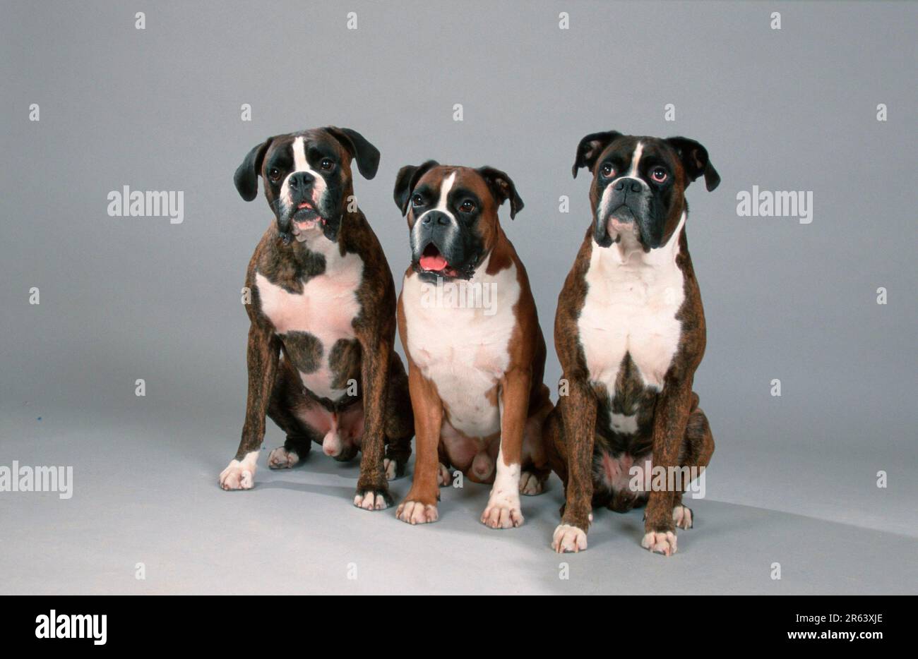German Boxer, yellow and gold tabby Stock Photo - Alamy