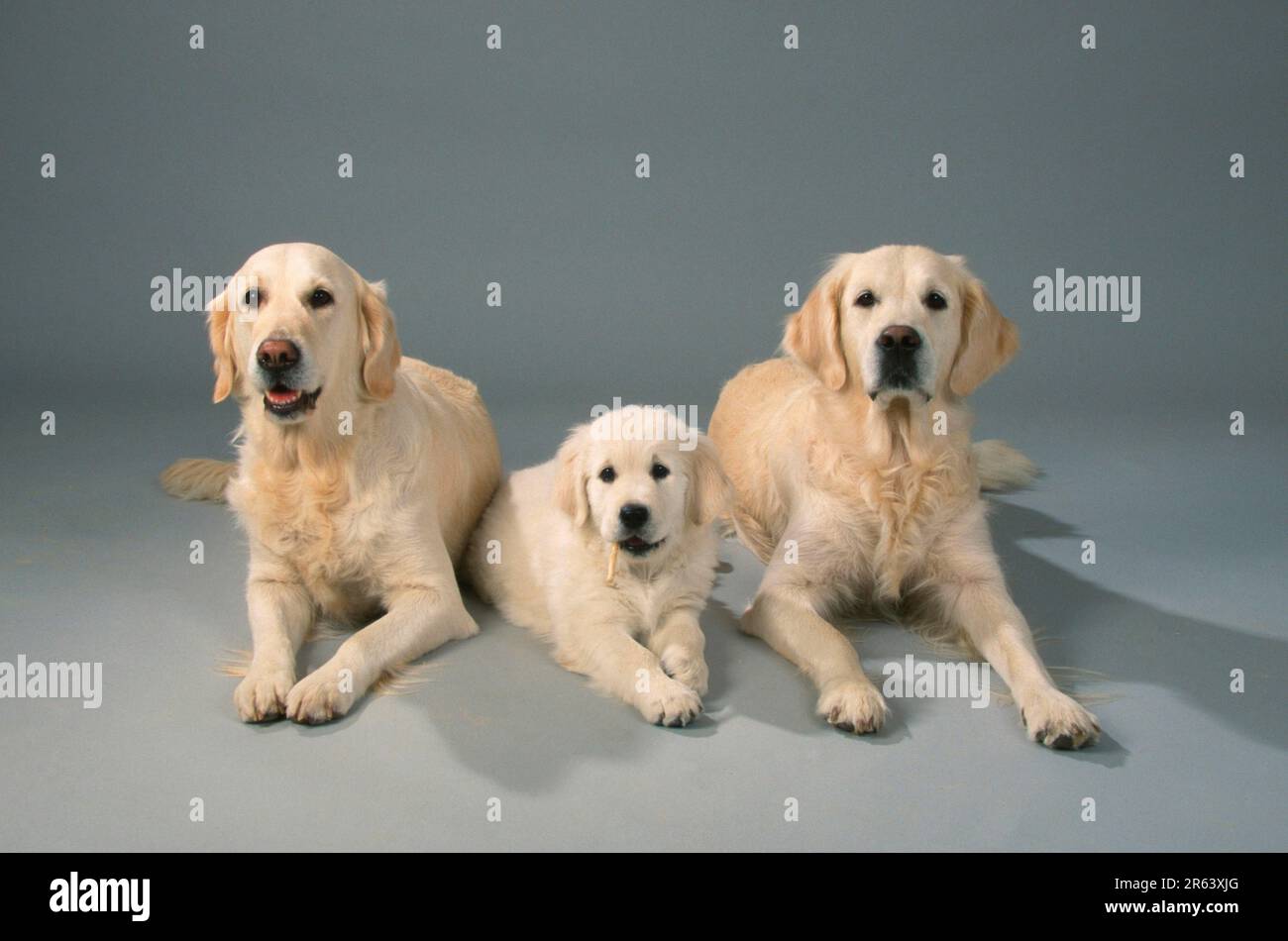 Golden Retriever with puppy, 12 weeks Stock Photo - Alamy