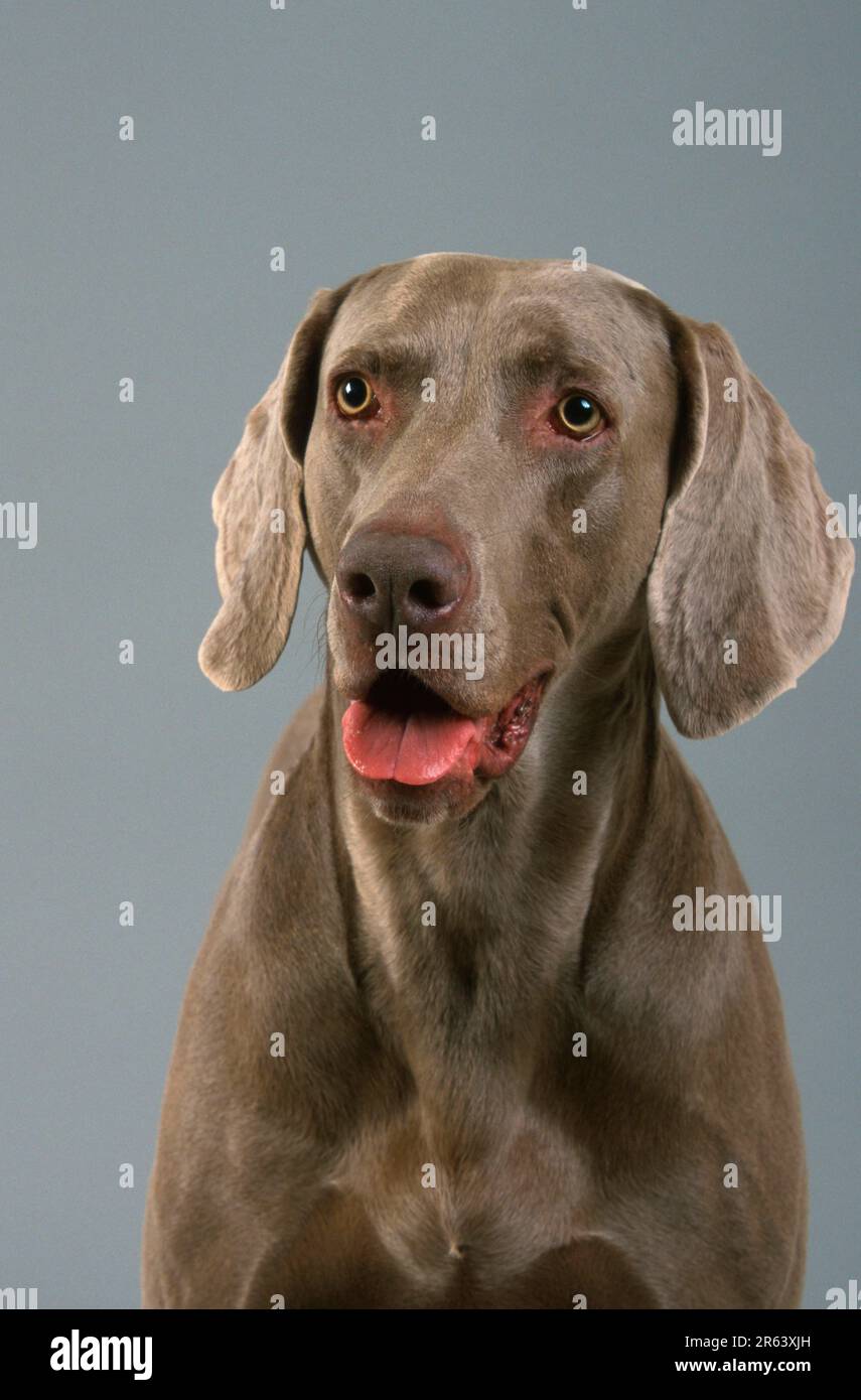Weimaraner portrait head shot hi-res stock photography and images - Alamy