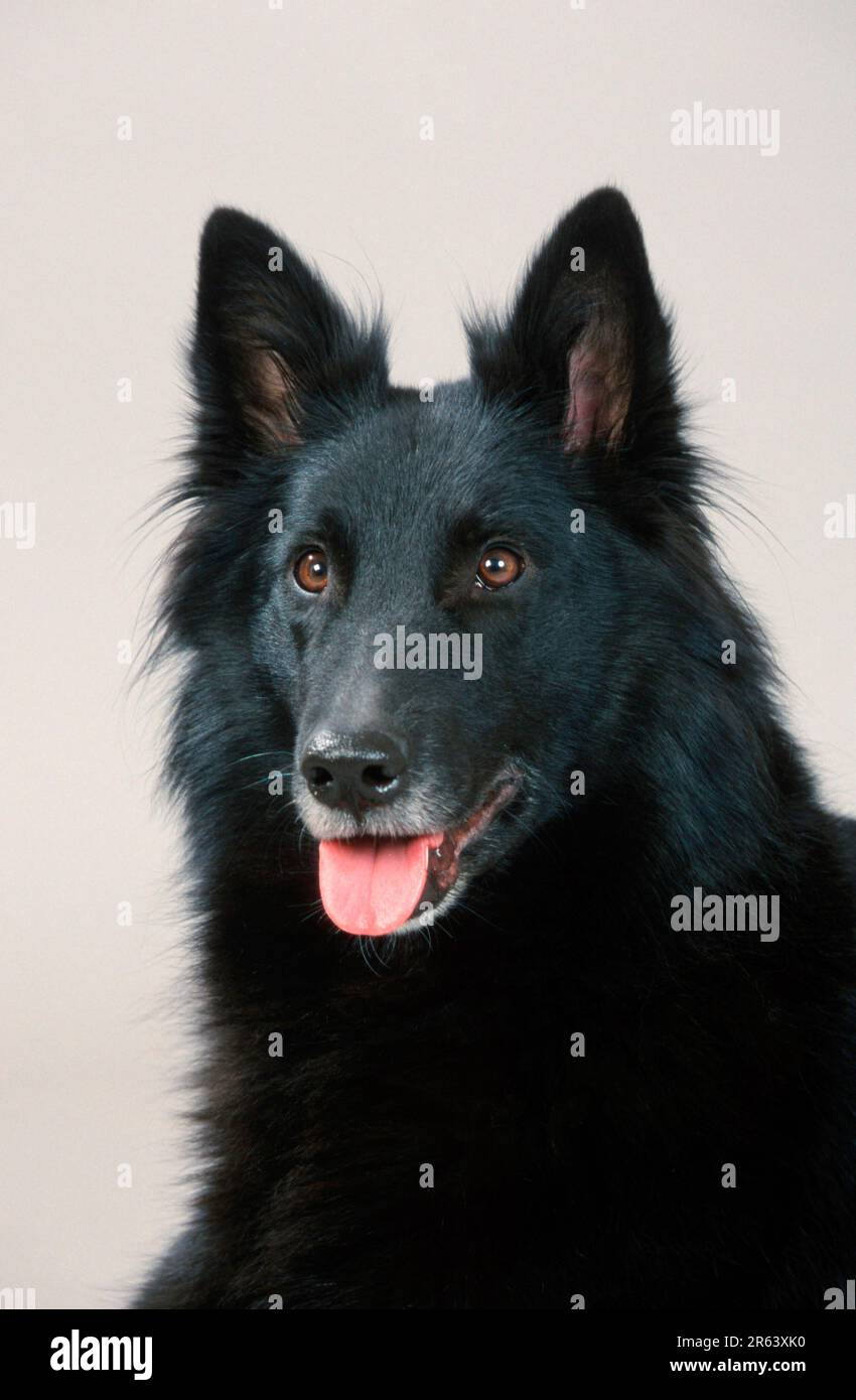 Groenendael, Belgian shepherd dog Stock Photo - Alamy