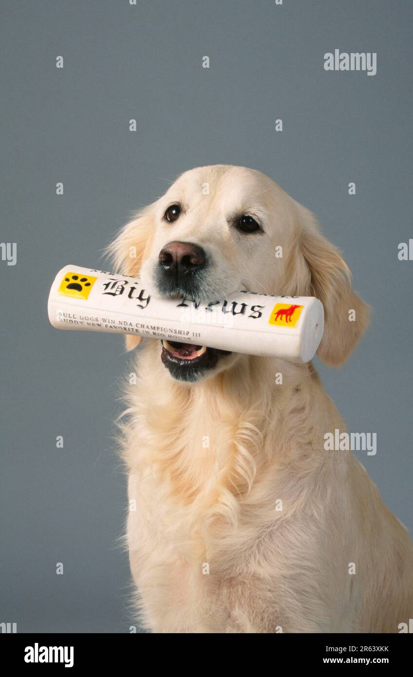 Golden Retriever with Toy Magazine Stock Photo - Alamy