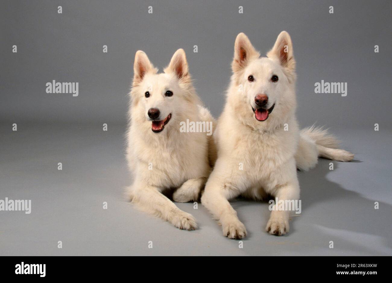 White Swiss Shepherd Dog, Pair, AC White Shepherd Dog, Swiss Shepherd ...