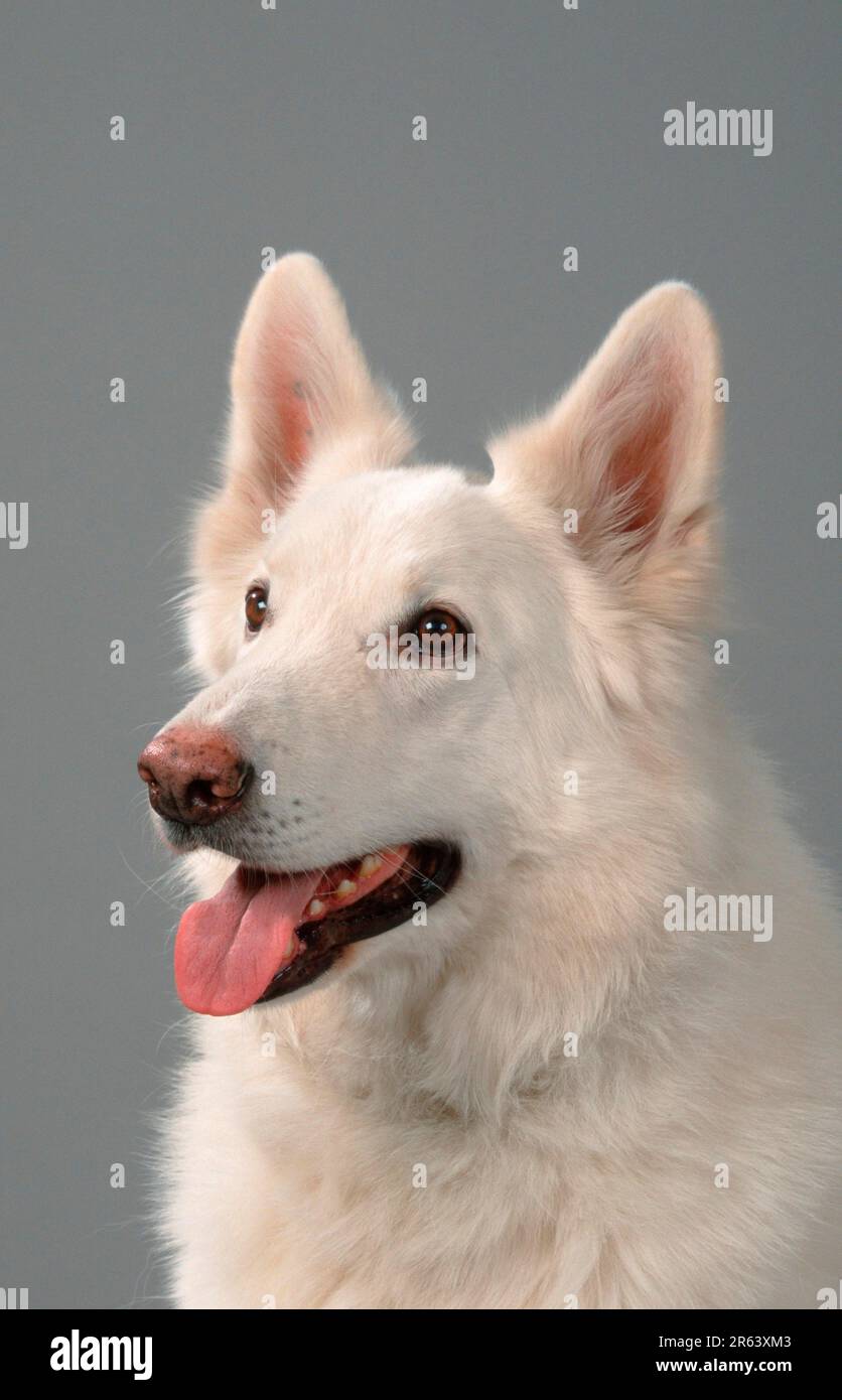 White Swiss Shepherd Dog, Berger de Suisse Stock Photo - Alamy