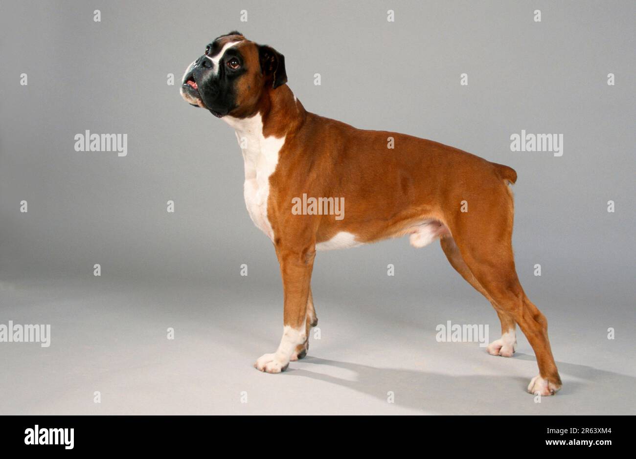 German boxer, yellow, side, traffic light, bob Stock Photo - Alamy