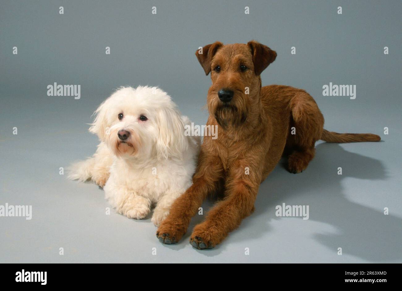 Dog breed photo hi-res stock photography and images - Alamy