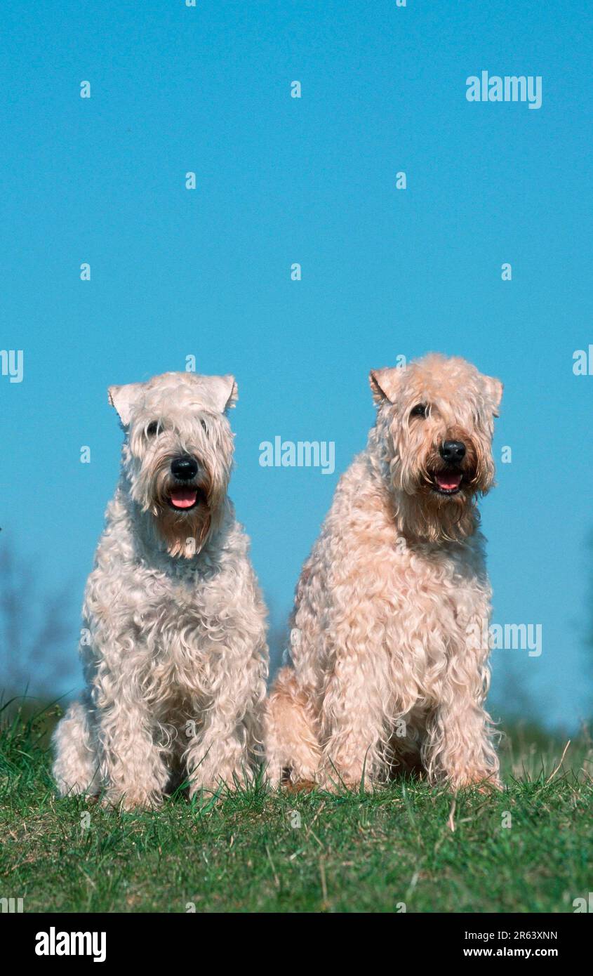 Irish Soft Coated Wheaten Terrier (mammals) (animals) (domestic dog ...