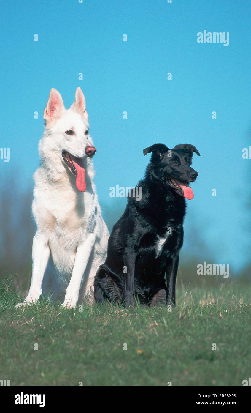 White Swiss Shepherd Dog and Mixed Breed Dog, Berger de Suisse Stock ...