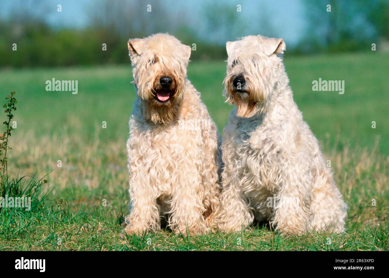 Irish wheaten hi-res stock photography and images - Alamy