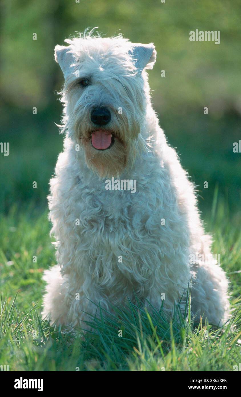 Irish Soft Coated Wheaten Terrier (mammals) (animals) (domestic dog ...