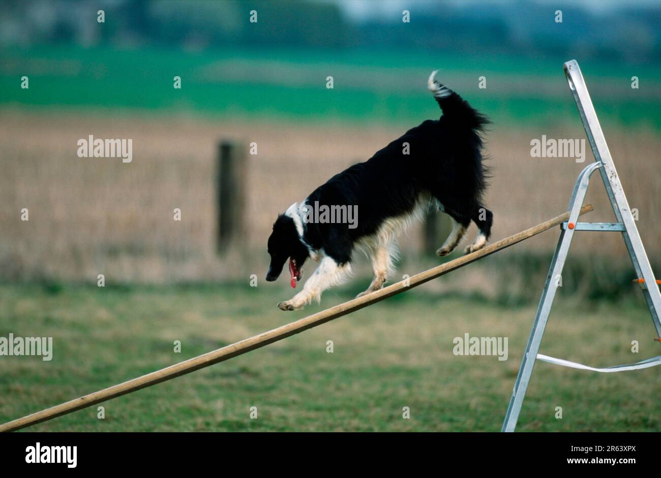 Border collie walking down a makeshift ramp, training for rescue dogs ...