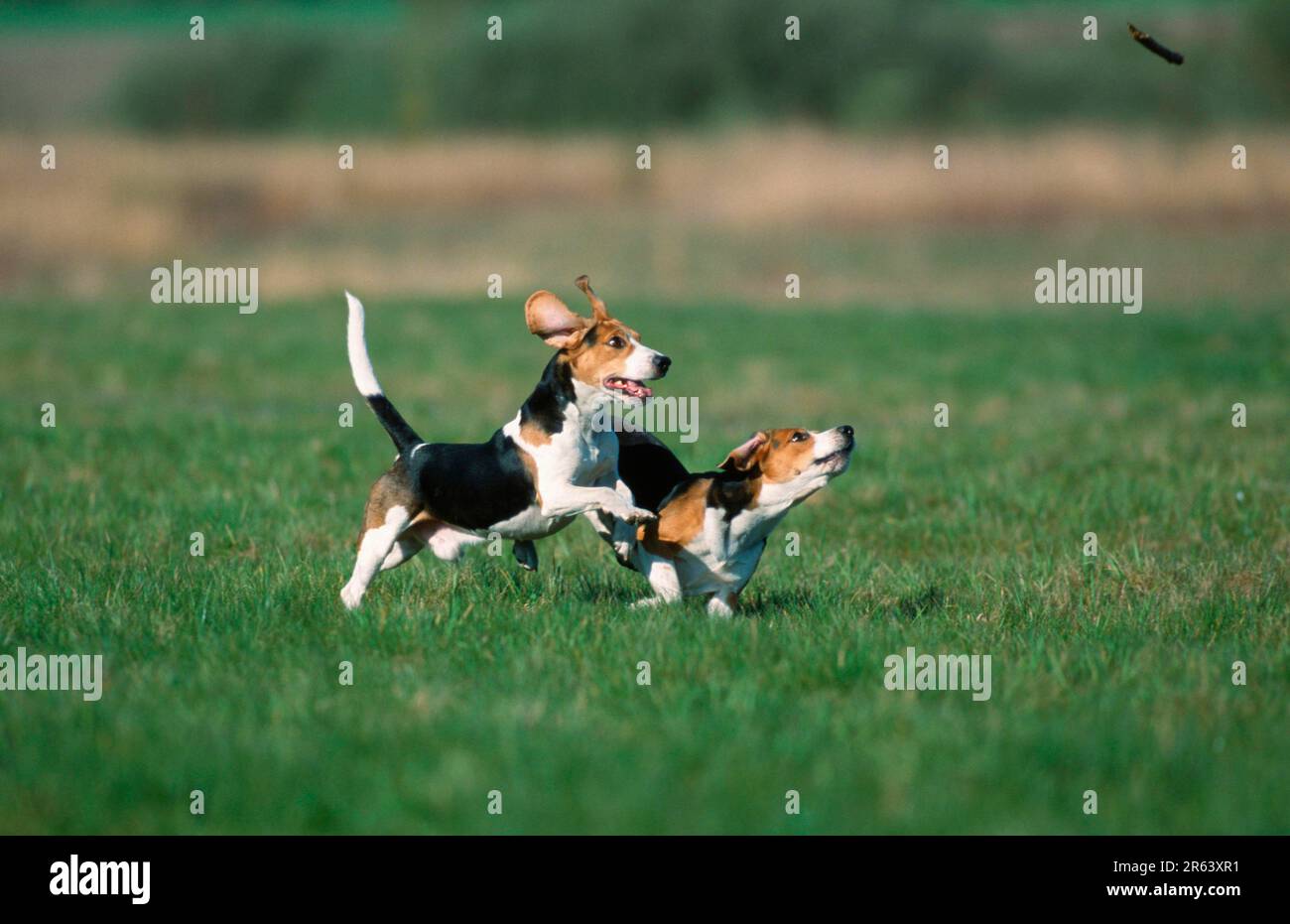 Racing beagles hi-res stock photography and images - Alamy