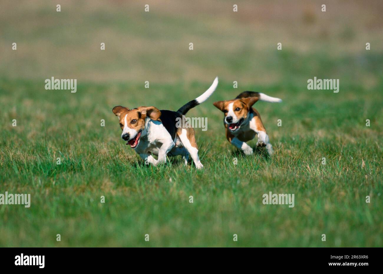 Racing beagles hi-res stock photography and images - Alamy