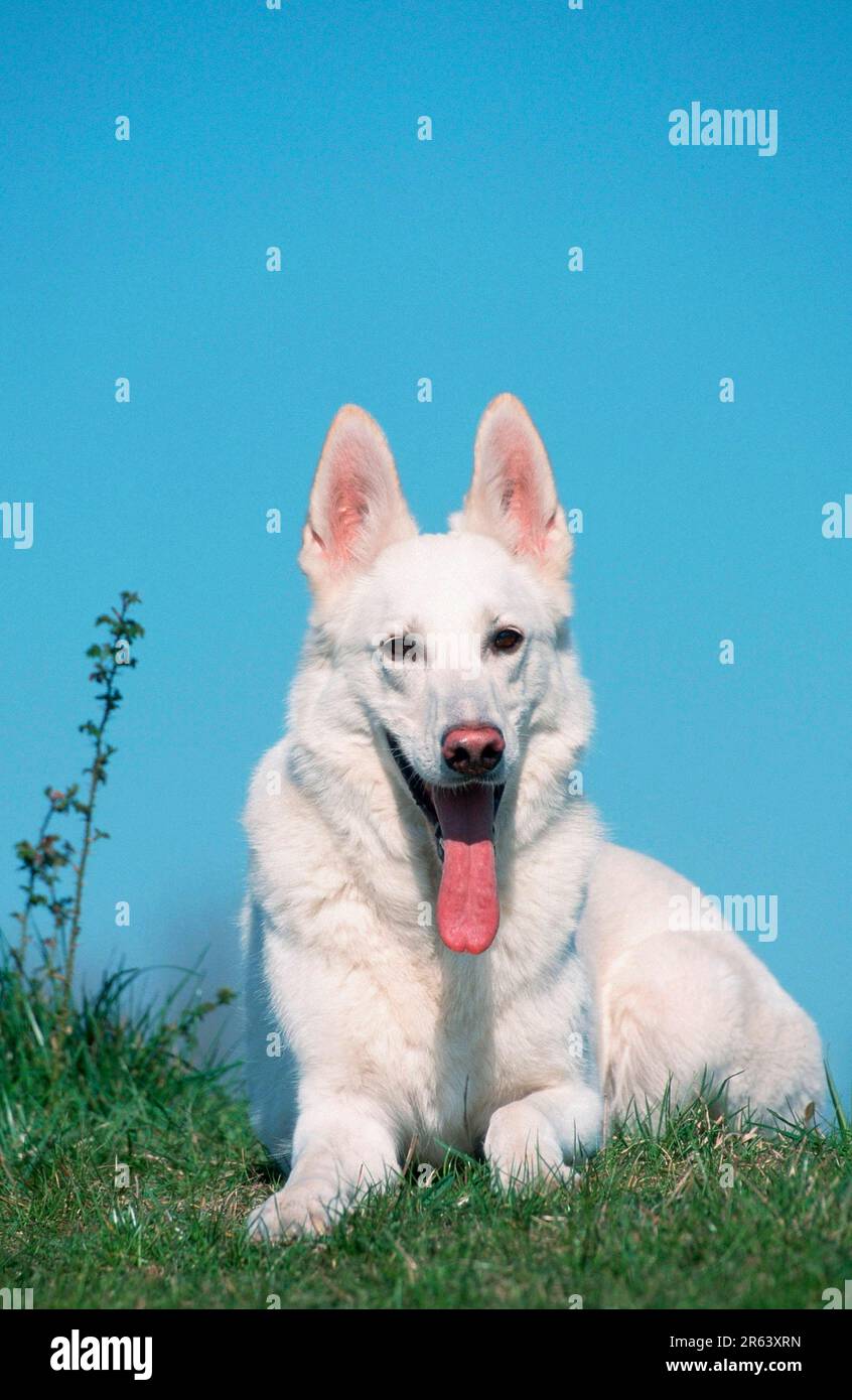 White Swiss Shepherd Dog, Berger de Suisse Stock Photo - Alamy