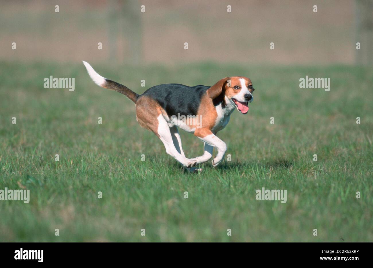 Funny car racing hi-res stock photography and images - Alamy