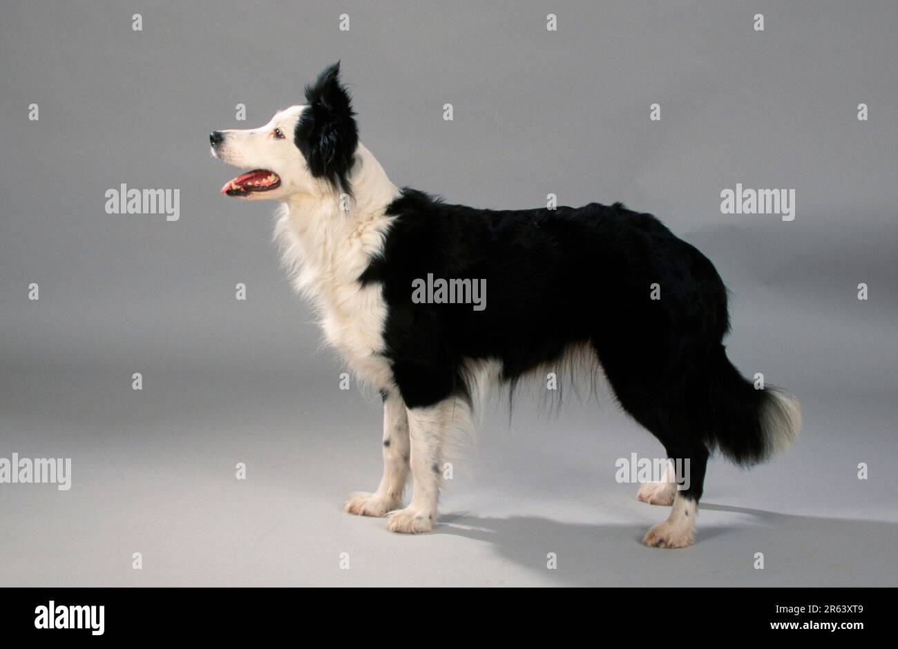 Border collie side hi-res stock photography and images - Alamy