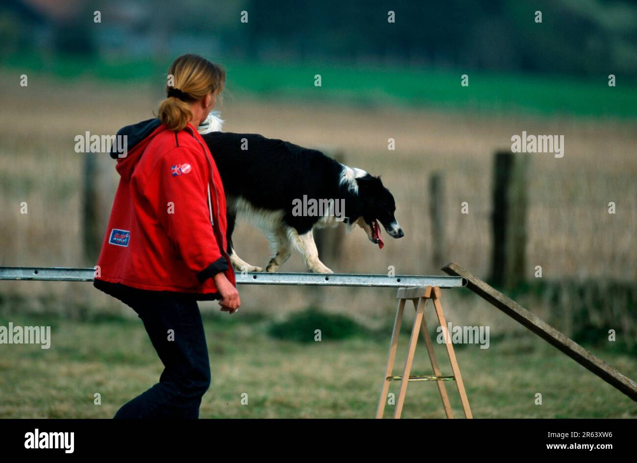 Border collie walks over a makeshift bridge, training for rescue dogs ...