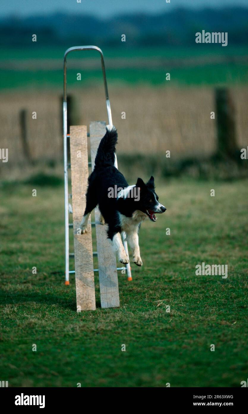 Border collie jumping down a makeshift ramp, training for rescue dogs ...