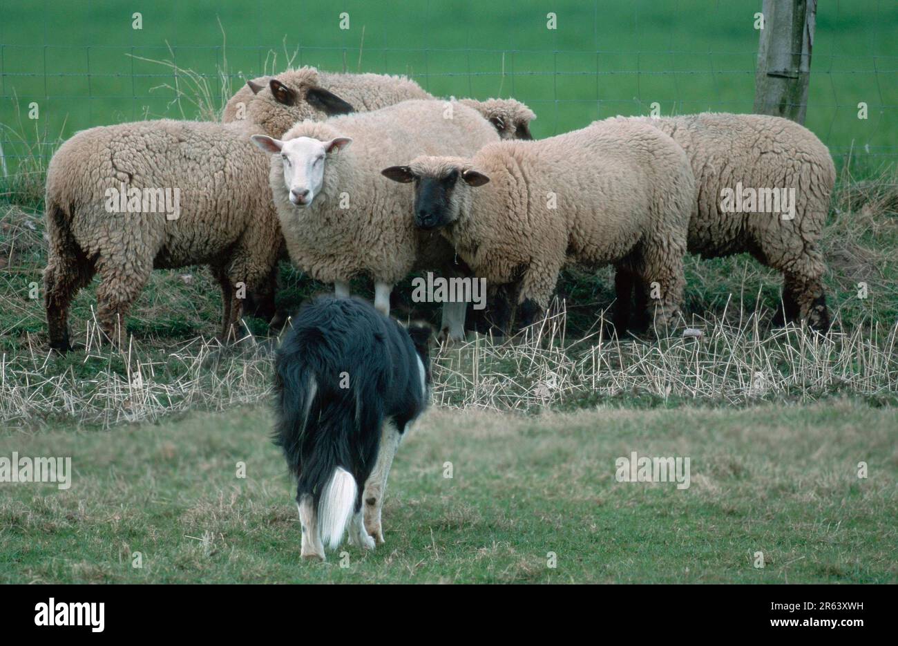 Border collie herds sheep hi-res stock photography and images - Alamy