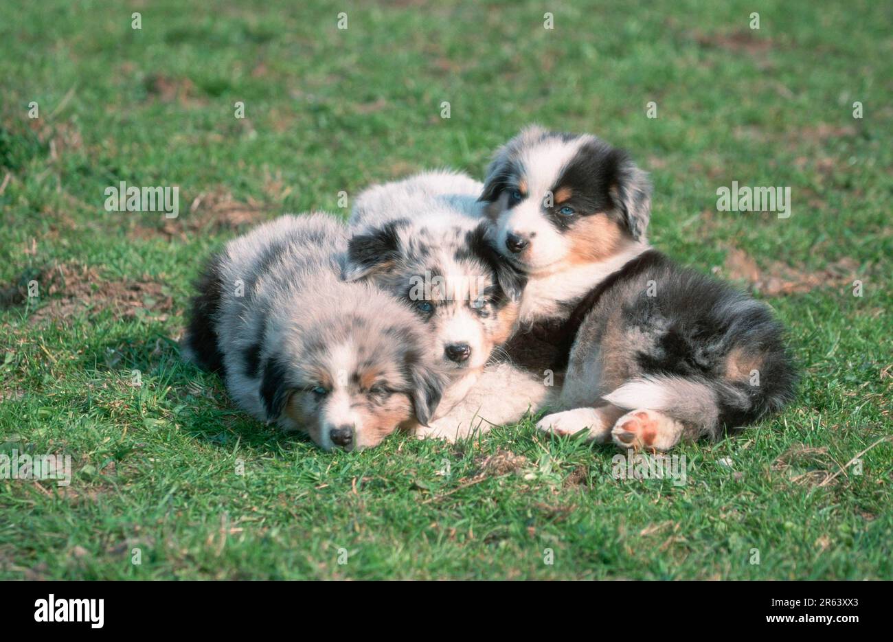 Three shepherds rest hi-res stock photography and images - Alamy Three shepherds rest hi-res stock photography and images - Alamy