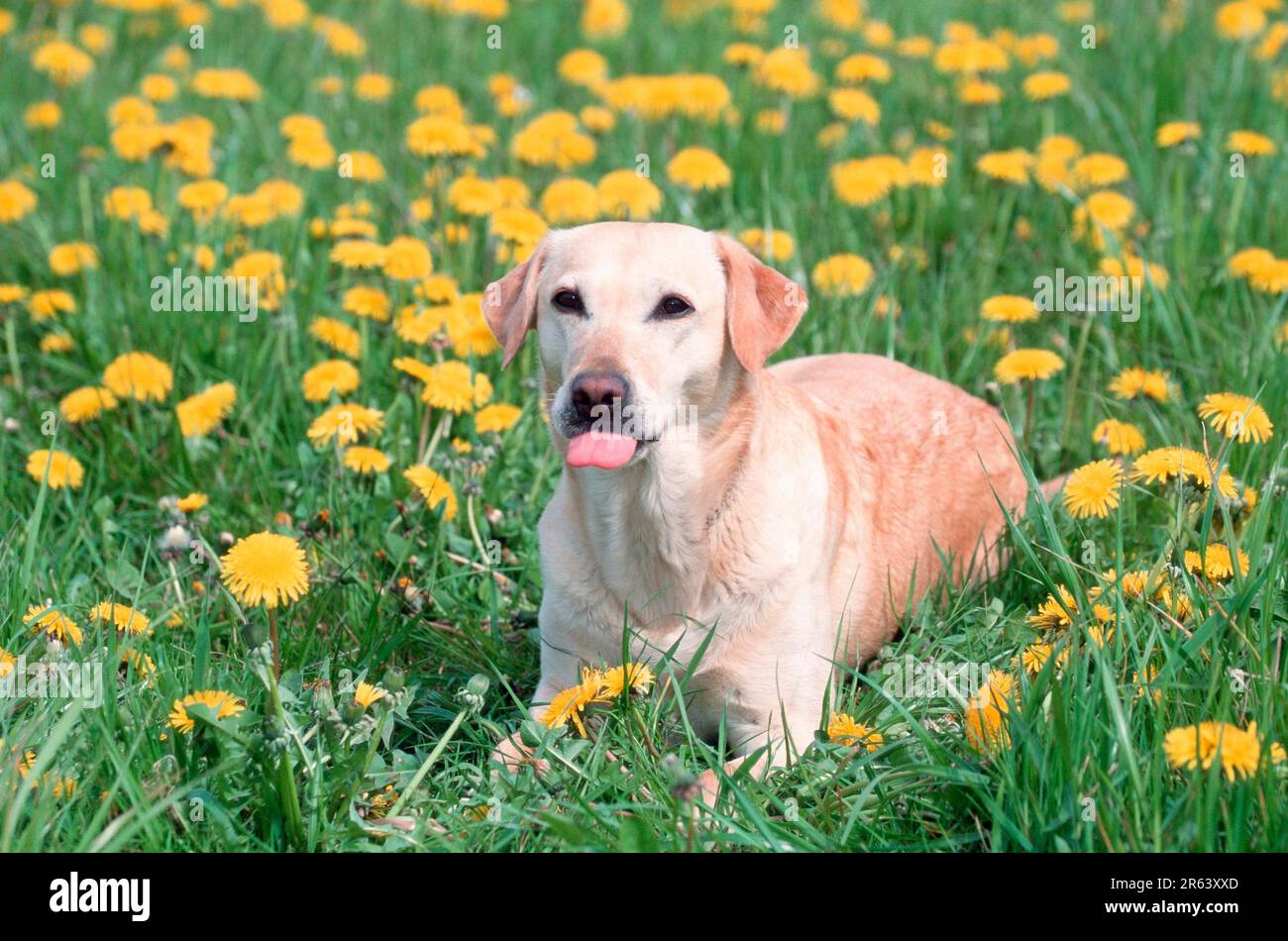 Labrador Retriever (mammals) (animals) (domestic dog) (pet) (pet ...
