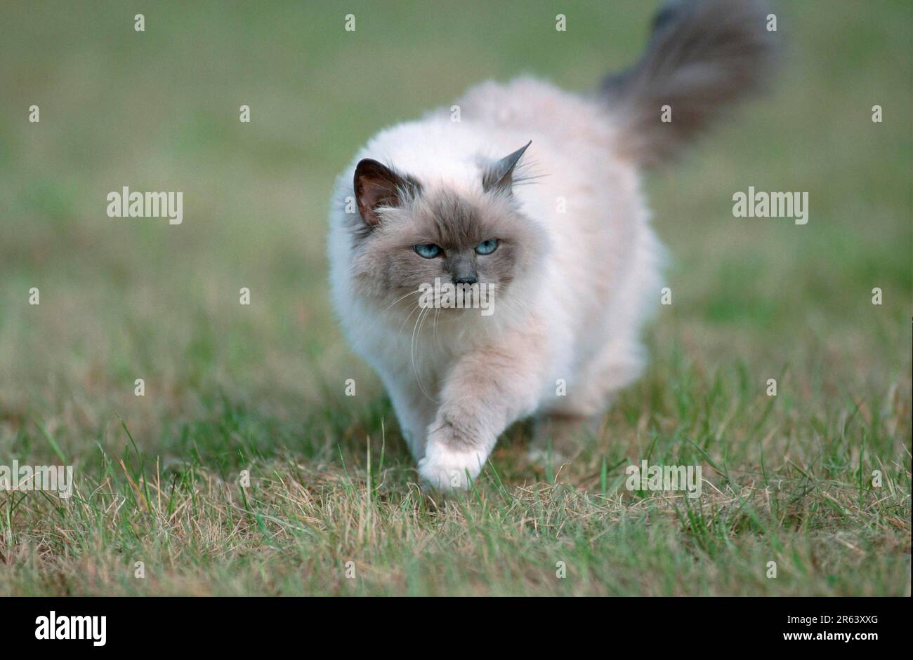 Burmese Cat, Sacred Cat of Burma Stock Photo - Alamy