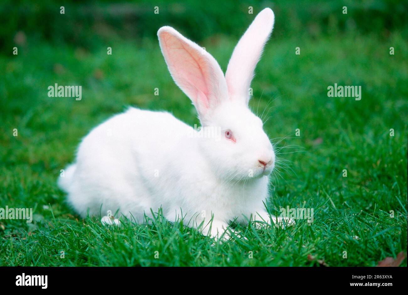 German giant rabbit white hi-res stock photography and images - Alamy