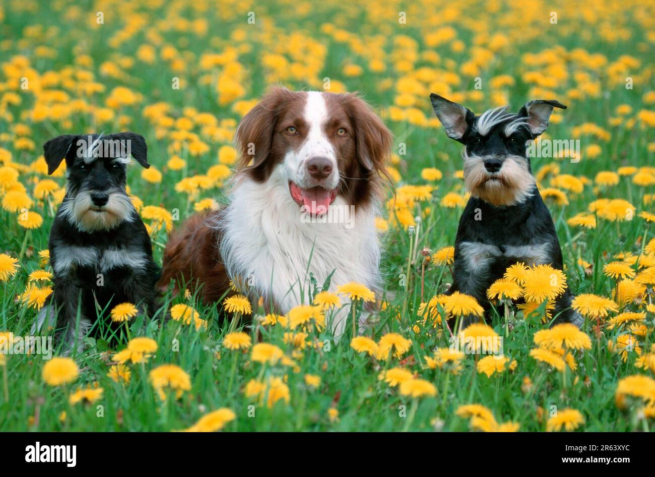 Schnauzer shepherd hi-res stock photography and images - Alamy
