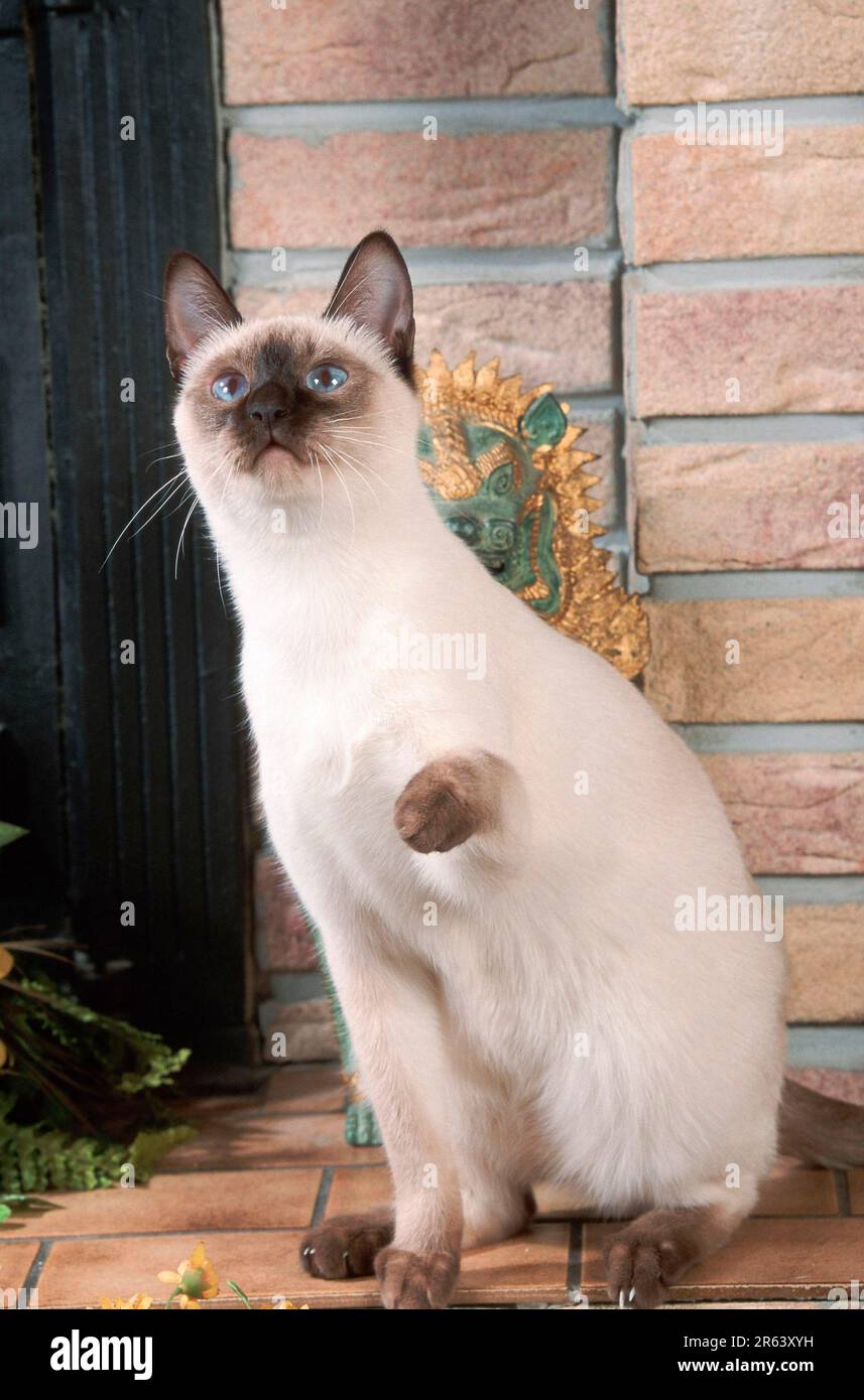 Siamese classic hi-res stock photography and images - Alamy