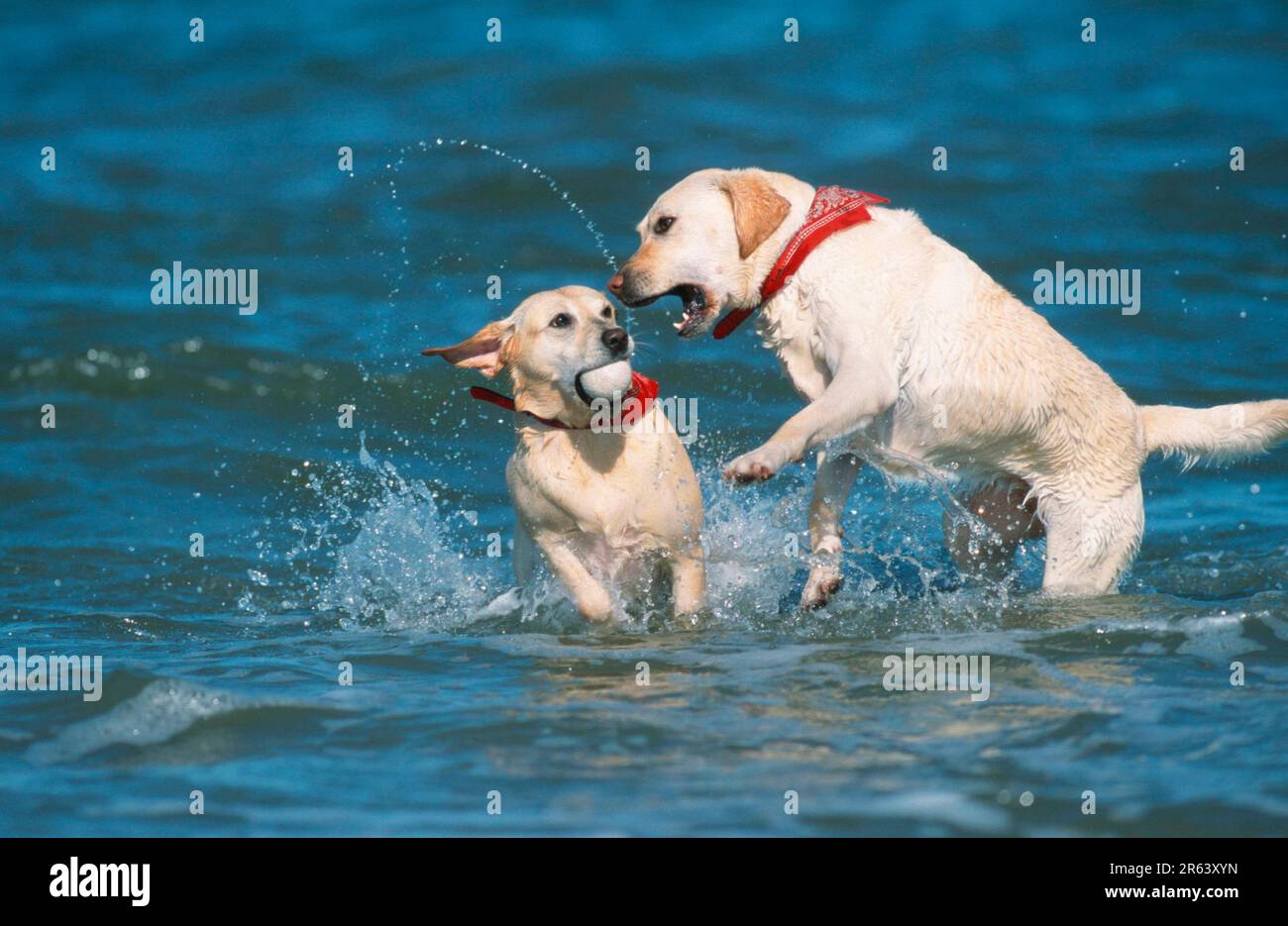 Labrador retriever, outside, outdoor, ball Stock Photo - Alamy