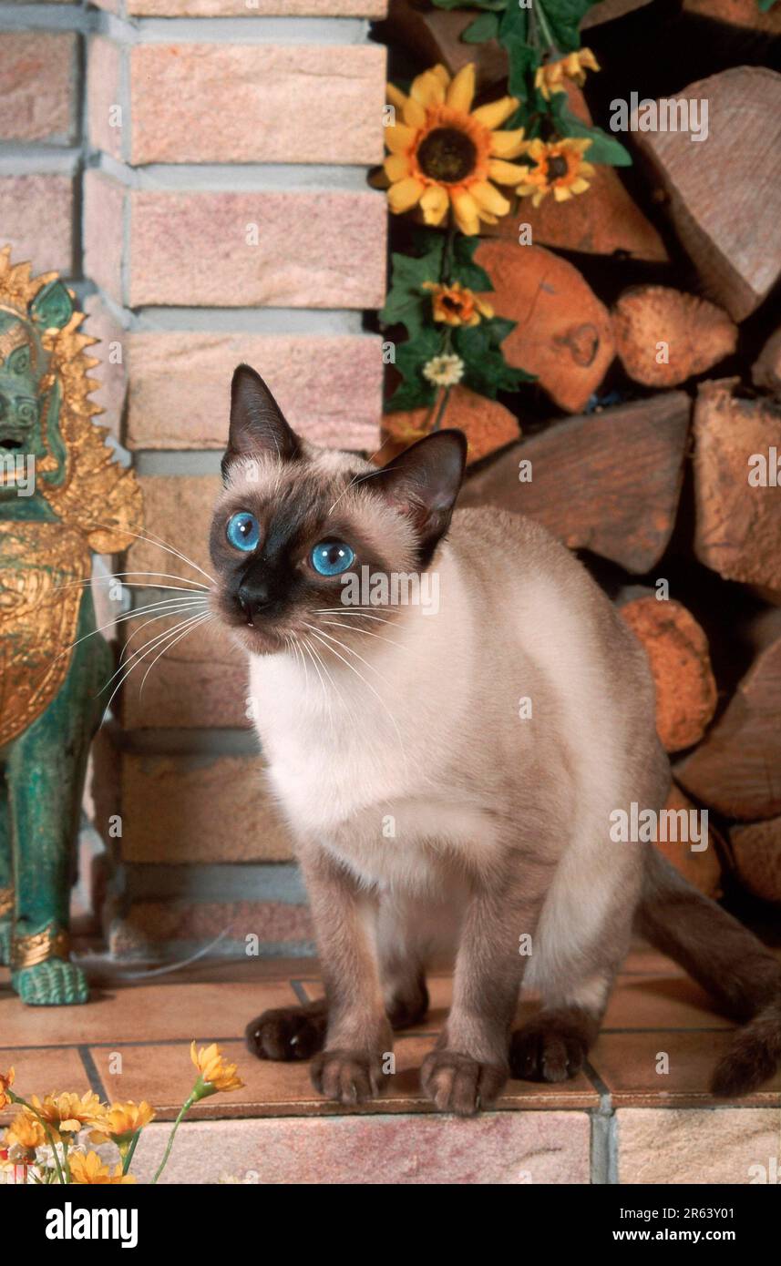 Siamese classic hi-res stock photography and images - Alamy