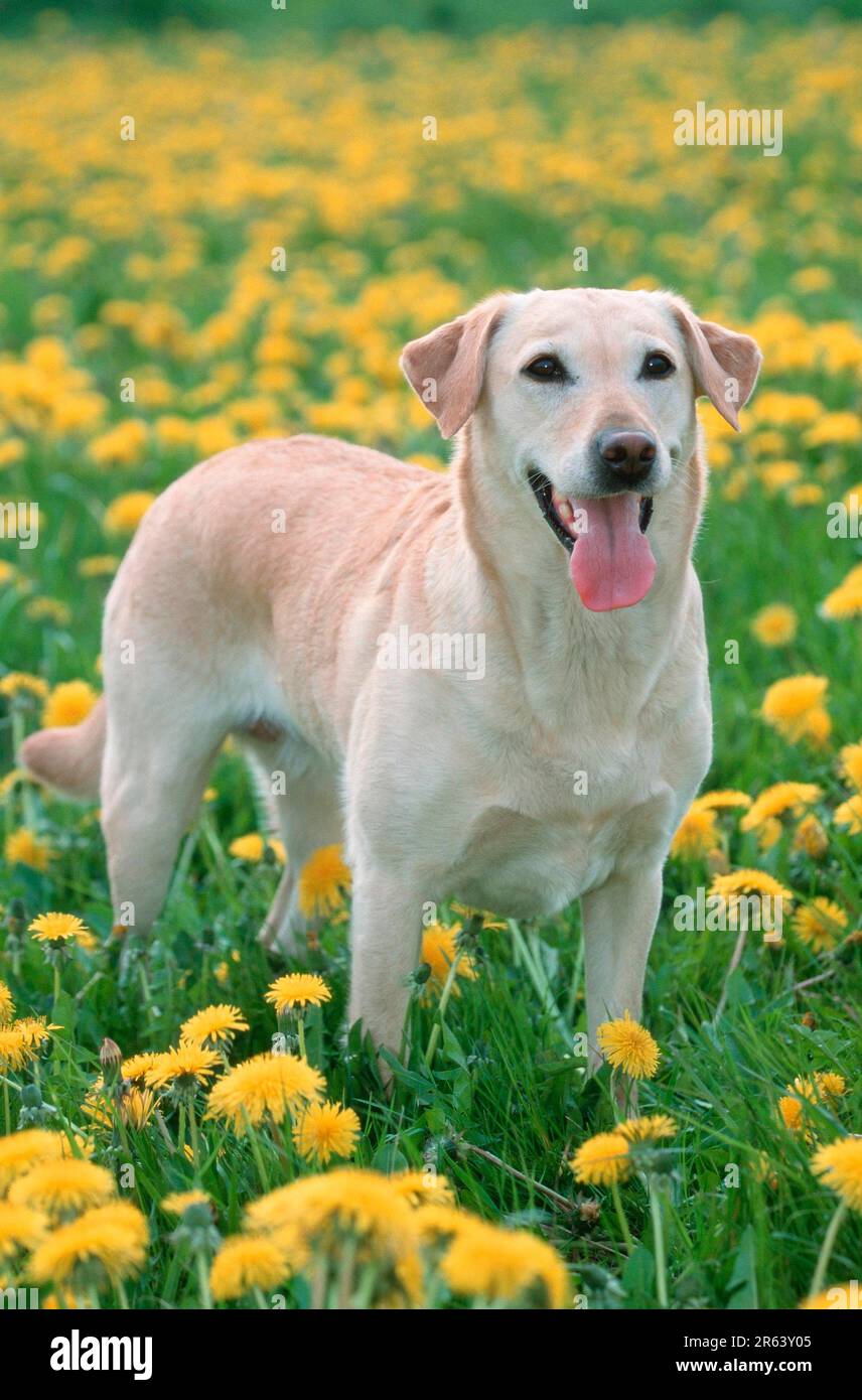 Are Labrador Retrievers Outdoor Dogs