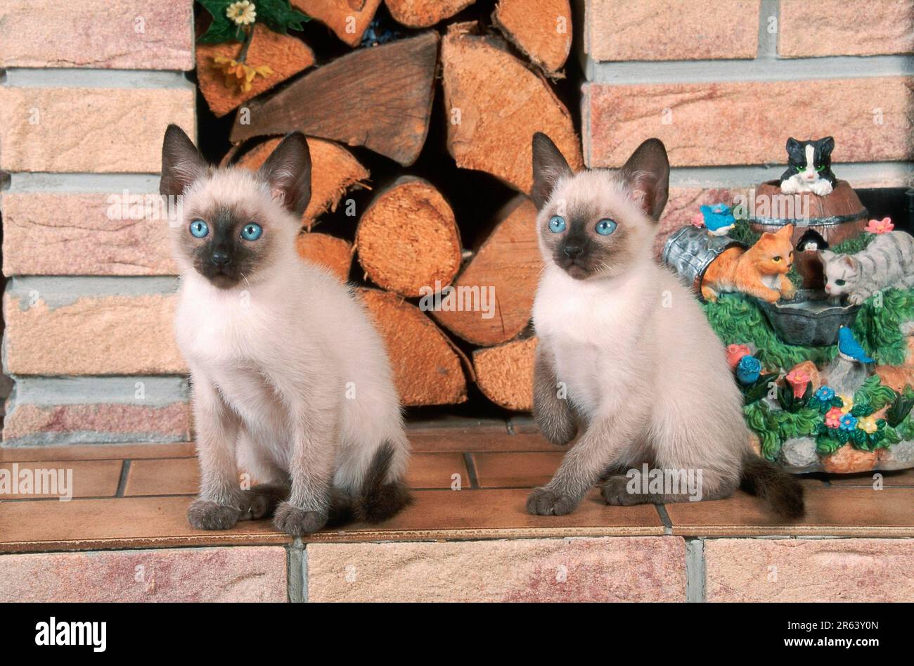 Classic Siamese, kitten, 9 weeks Stock Photo - Alamy