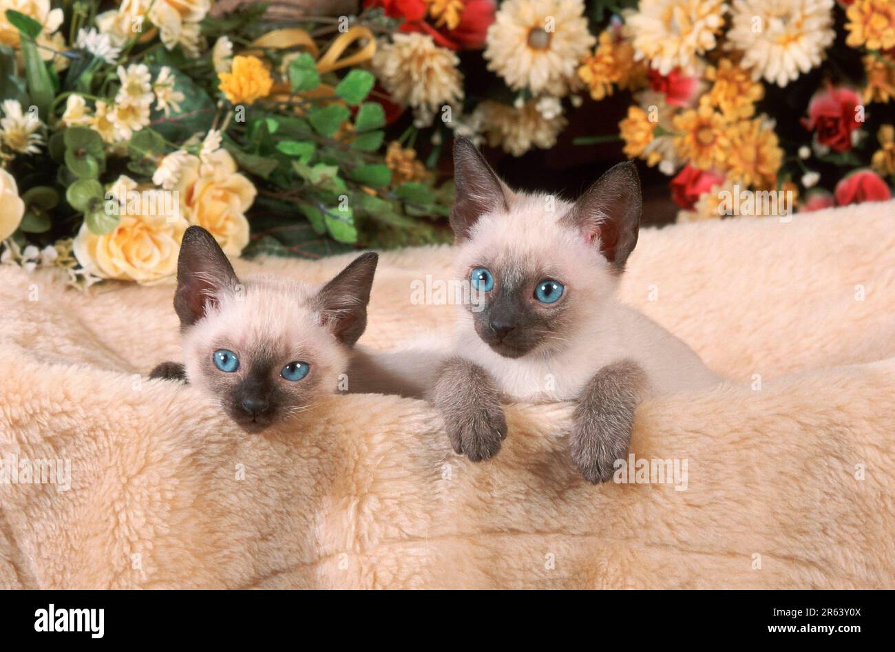 Classic Siamese, kitten, 9 weeks Stock Photo - Alamy