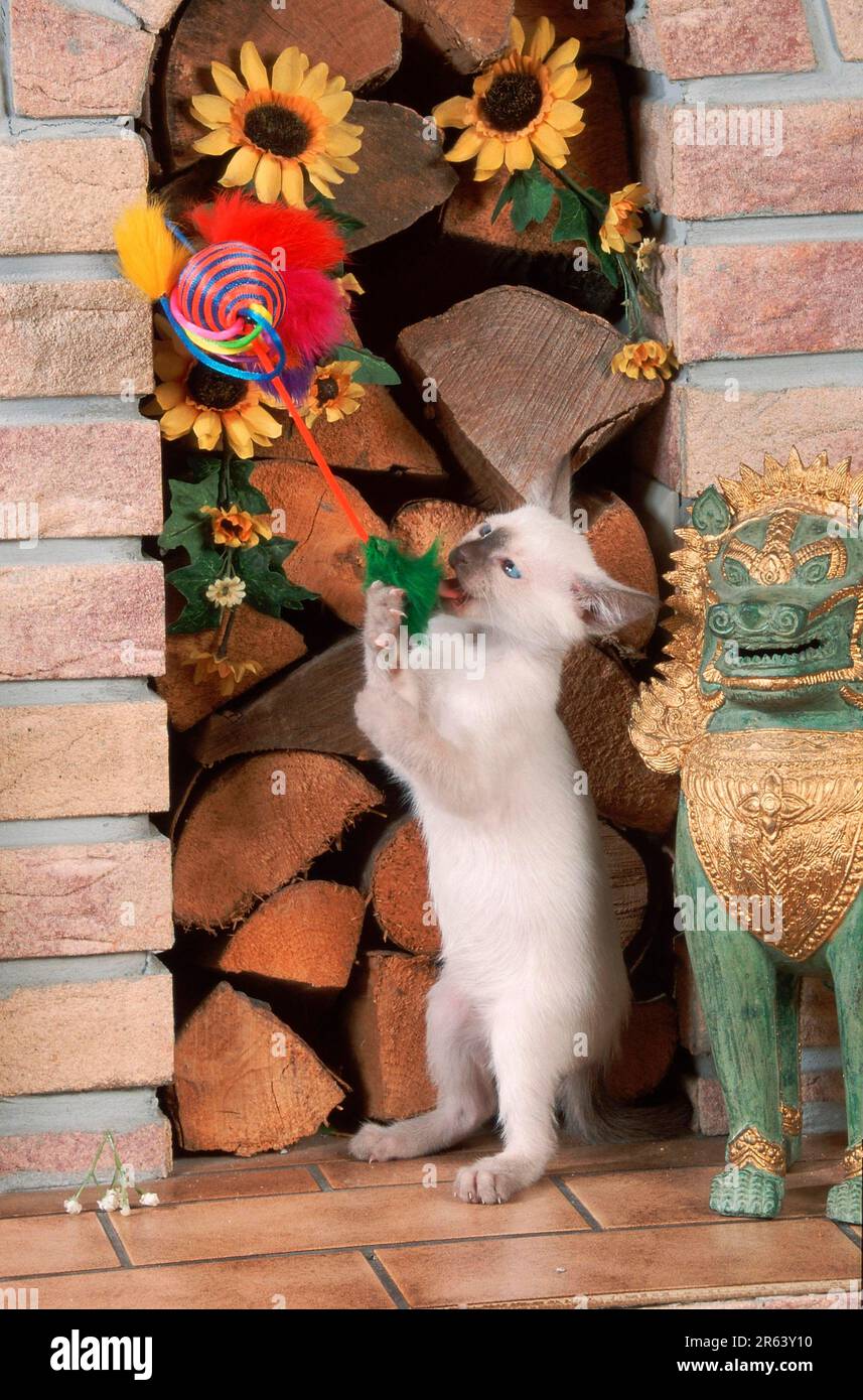 Siamese cat toy hi-res stock photography and images - Alamy
