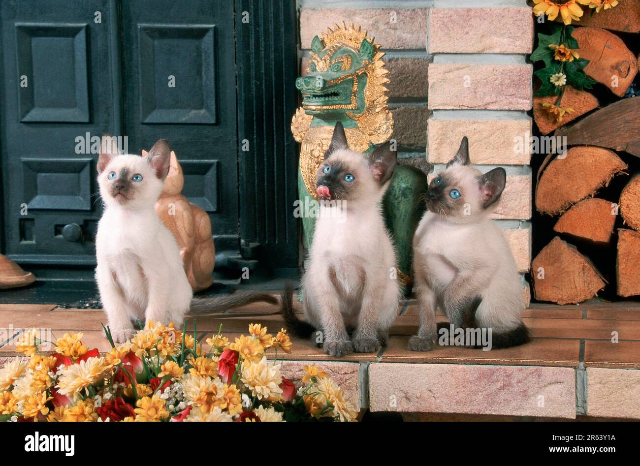 Classic Siamese, kitten, 9 weeks Stock Photo - Alamy