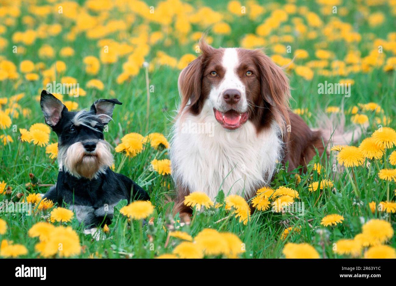 Australian Shepherd and Miniature Schnauzer Stock Photo - Alamy