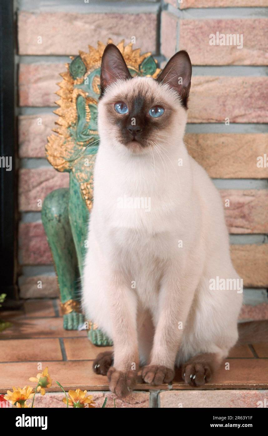 Classic Siamese Cat Stock Photo - Alamy
