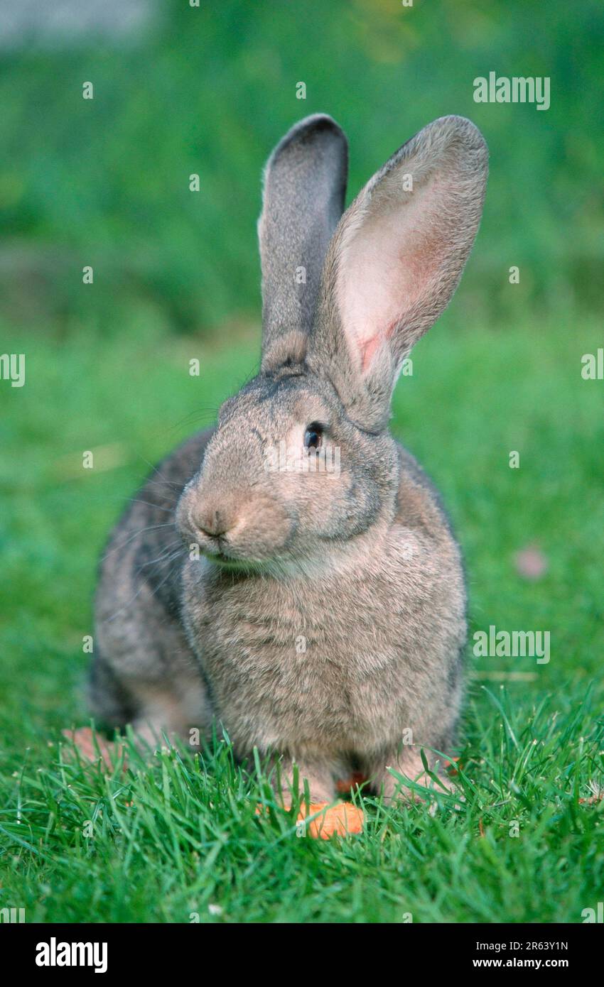 German giant rabbit Stock Photo - Alamy