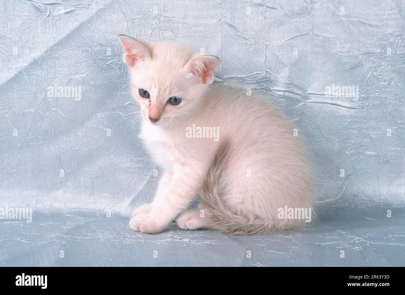 Tonkanese, kitten, 6 weeks, lateral Stock Photo - Alamy