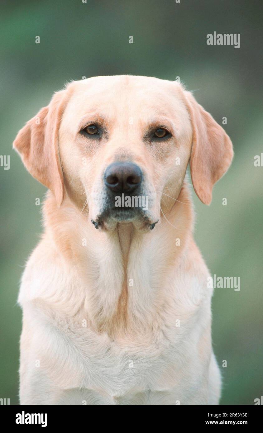 Labrador Retriever, yellow/ (mammals) (animals) (domestic dog) (pet ...