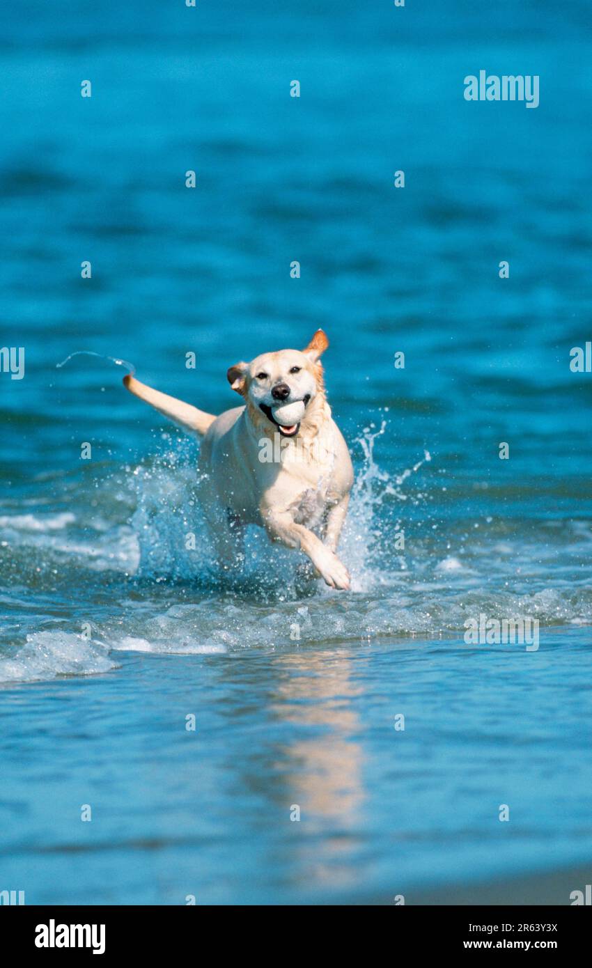 Racing ball hi-res stock photography and images - Alamy