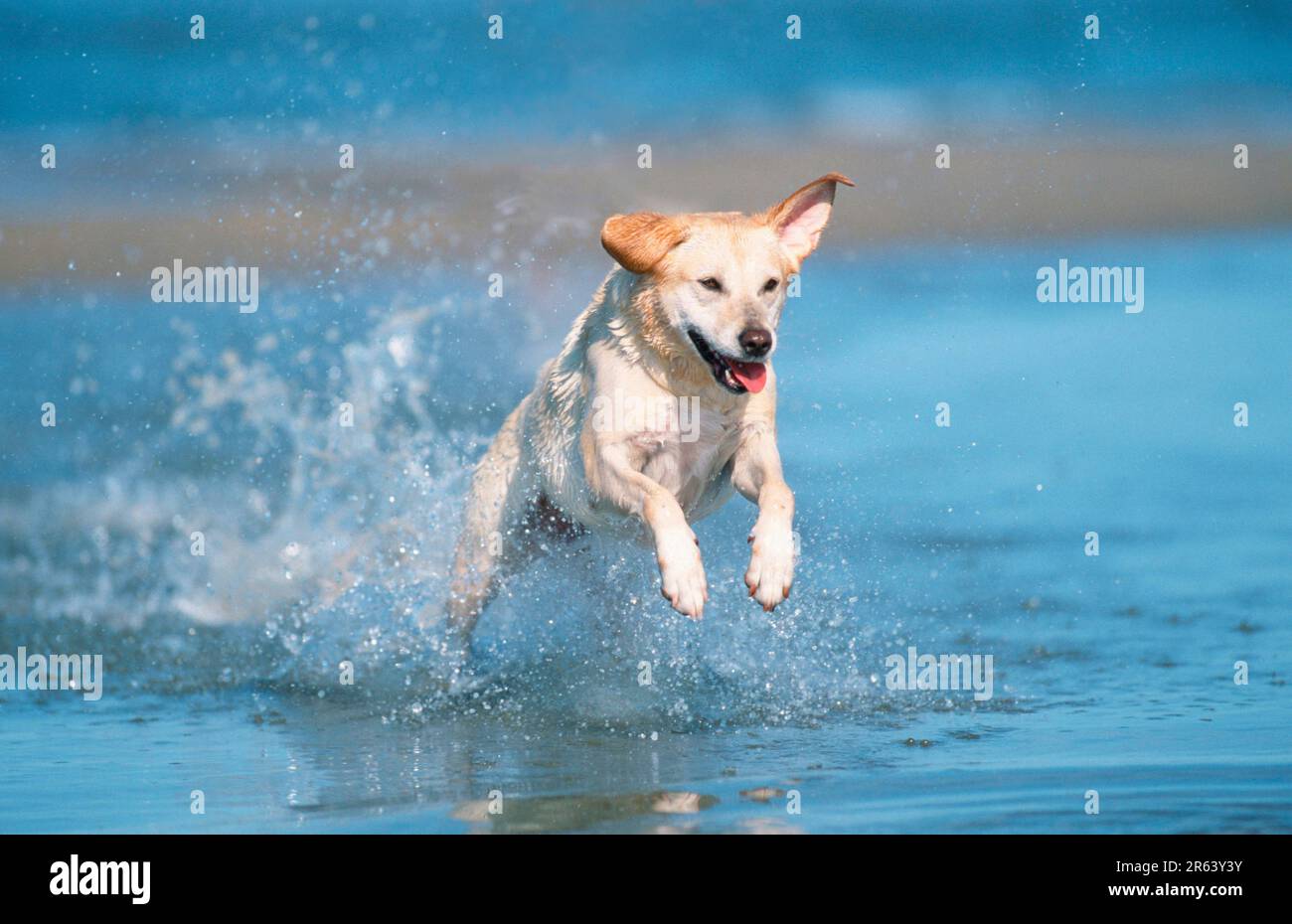 Labrador coast and wildlife hi-res stock photography and images - Alamy