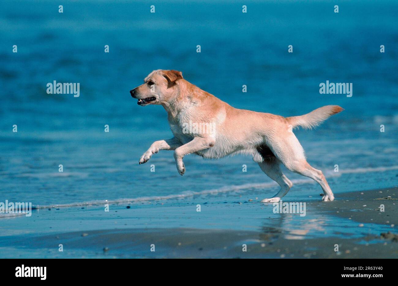 Labrador coast and wildlife hi-res stock photography and images - Alamy