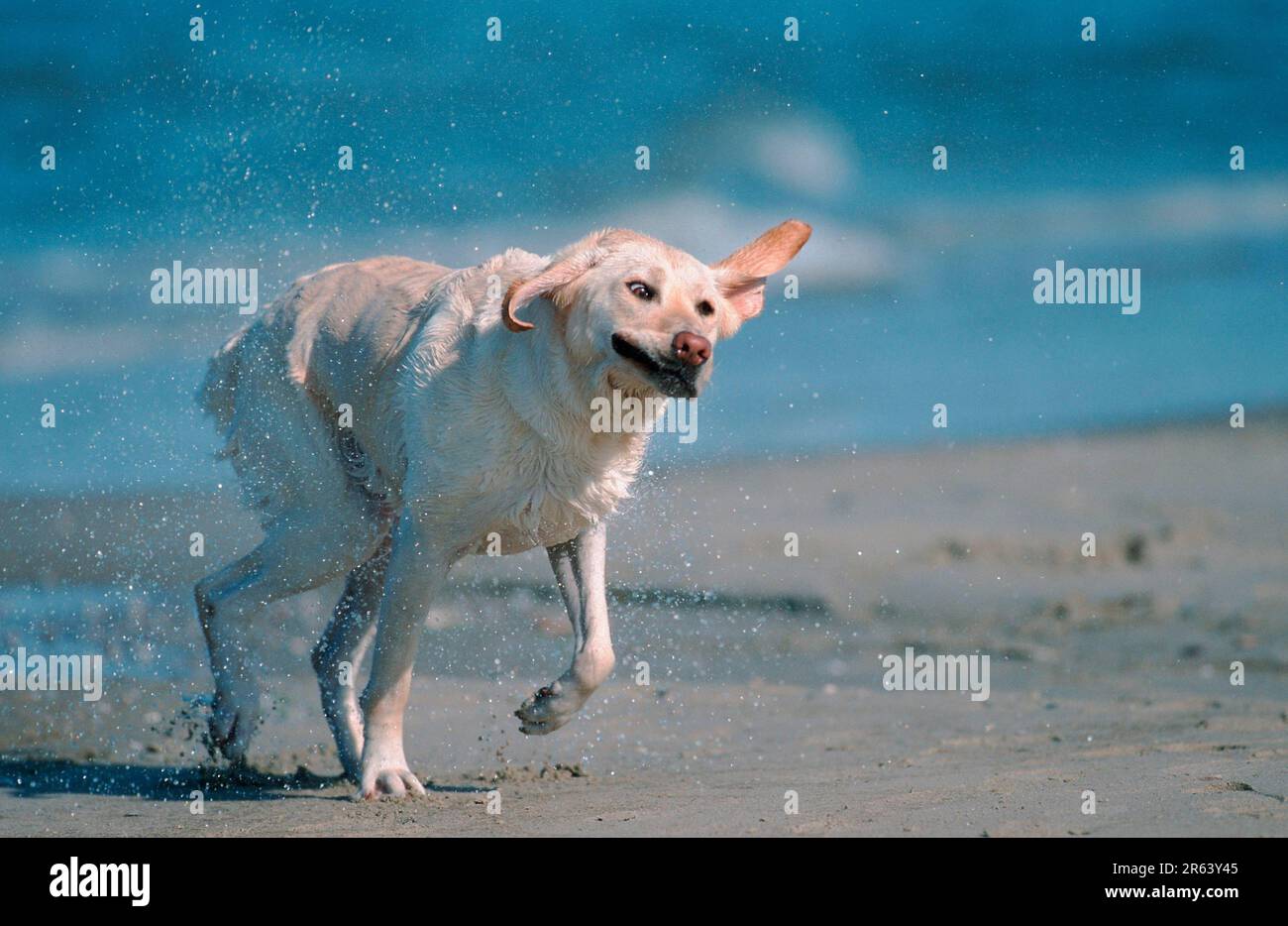 Coastal shake hi-res stock photography and images - Alamy