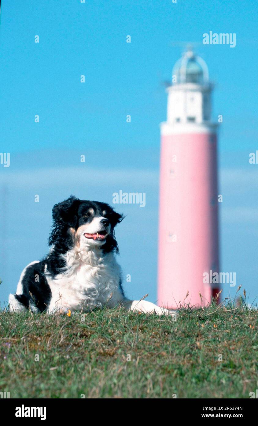 Mixed breed dog and lighthouse, Texel, Netherlands Stock Photo - Alamy